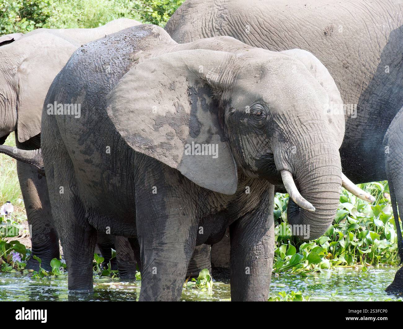 African bush elephant, Afrikanischer Elefant, Éléphant de savane ...