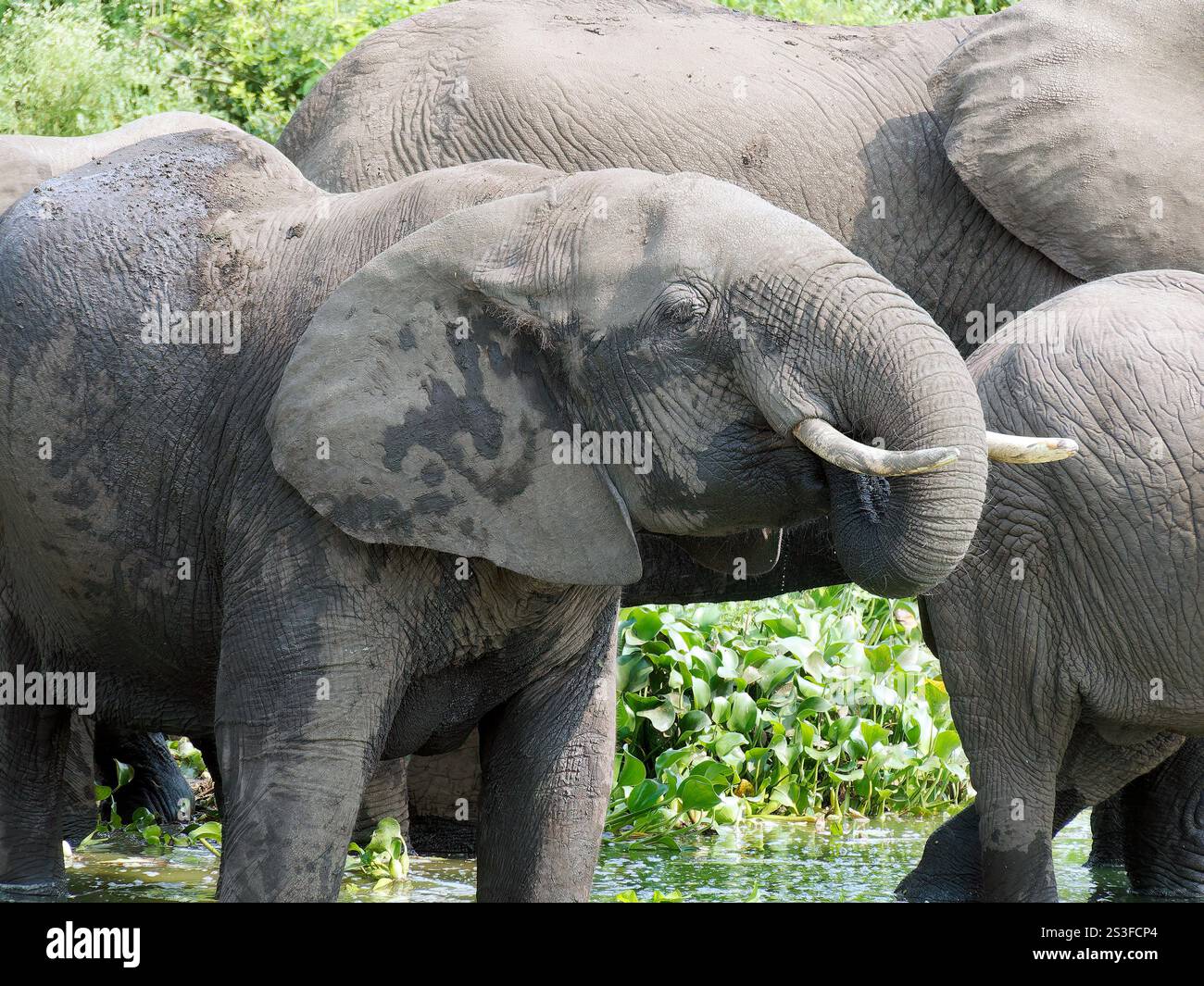 African bush elephant, Afrikanischer Elefant, Éléphant de savane ...