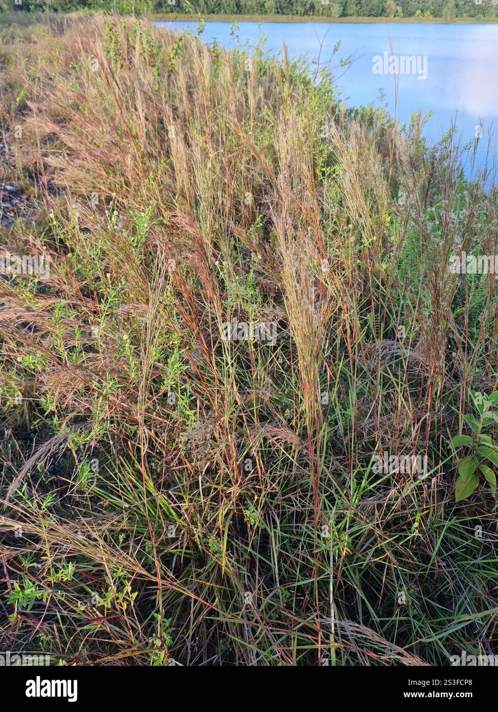 grasses, sedges, cattails, and allies (Poales Stock Photo - Alamy