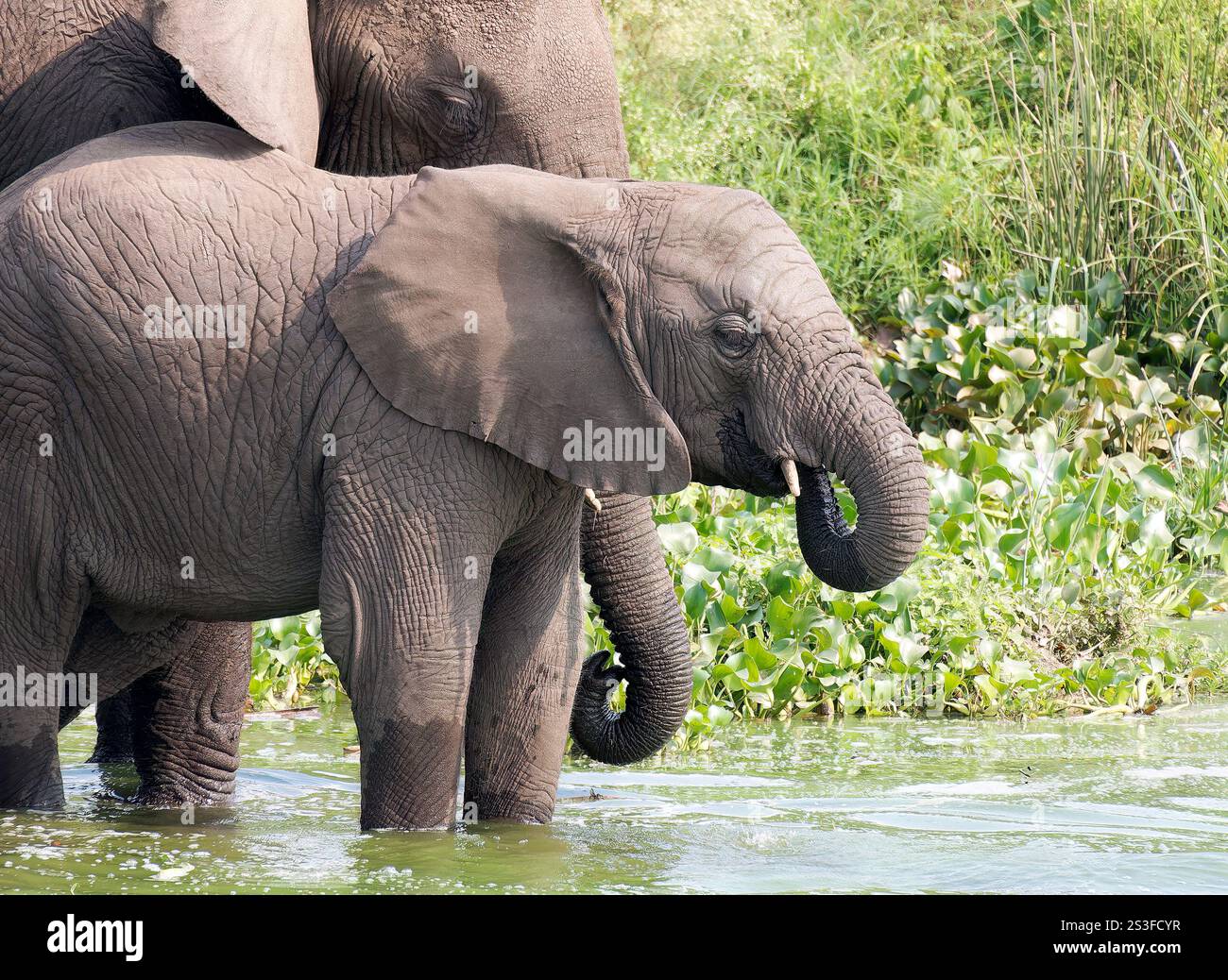 African bush elephant, Afrikanischer Elefant, Éléphant de savane ...