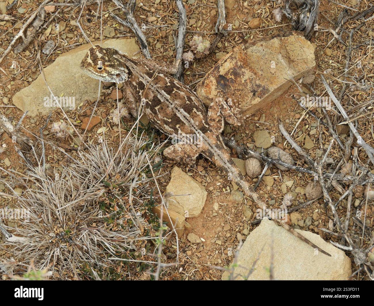 Western Ground Agama (Agama aculeata aculeata Stock Photo - Alamy