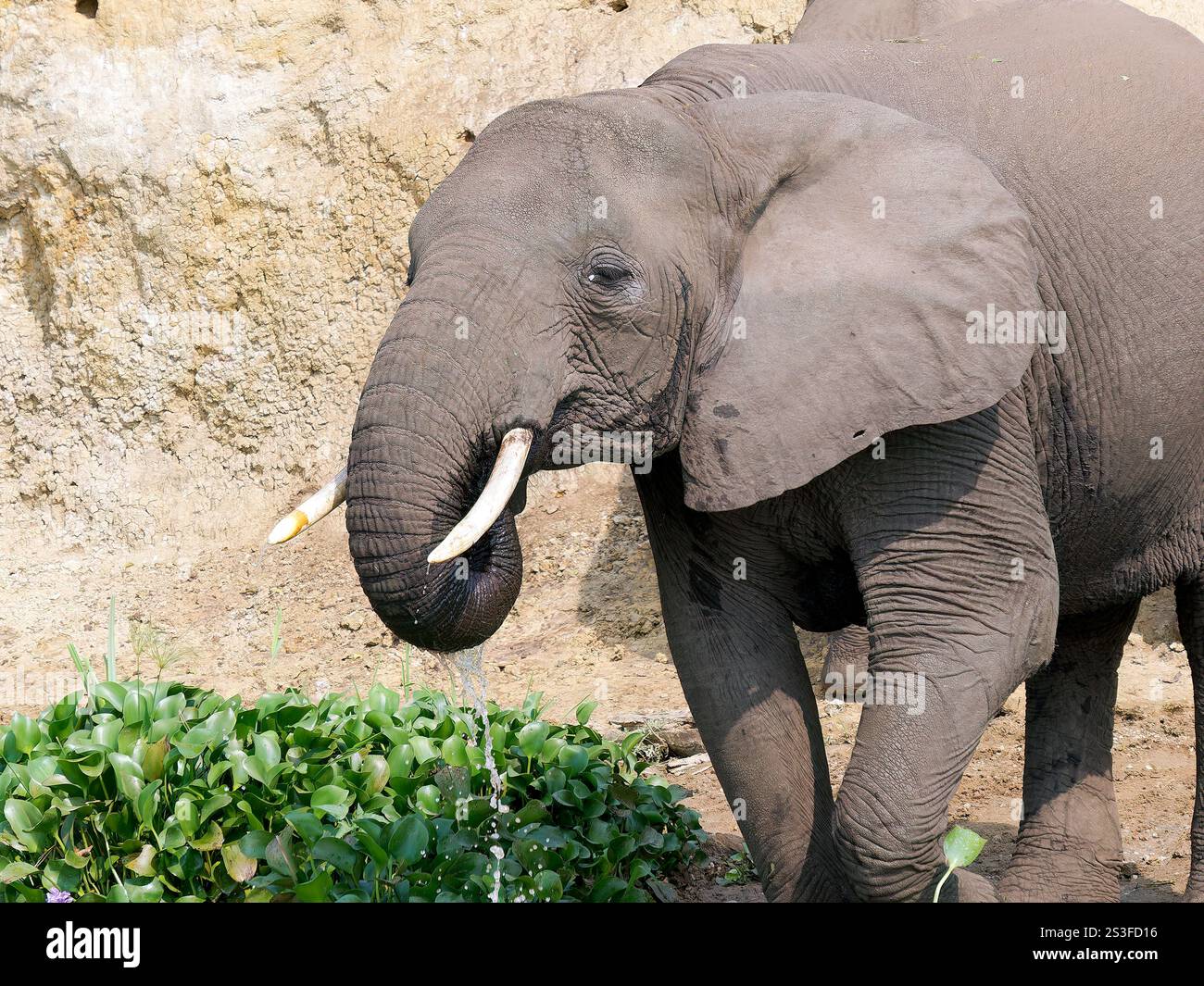 African bush elephant, Afrikanischer Elefant, Éléphant de savane ...