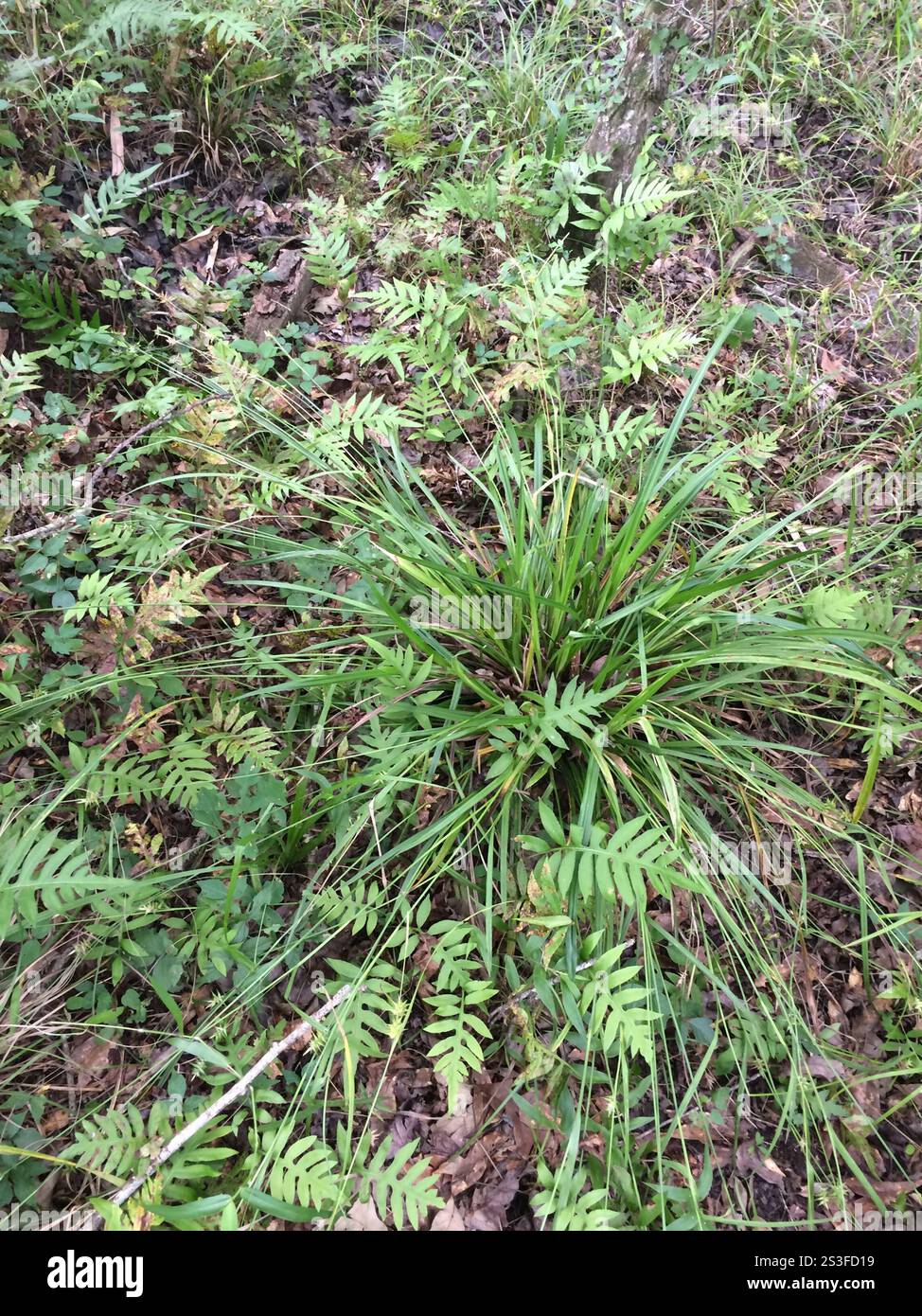 southern long sedge (Carex lonchocarpa Stock Photo - Alamy
