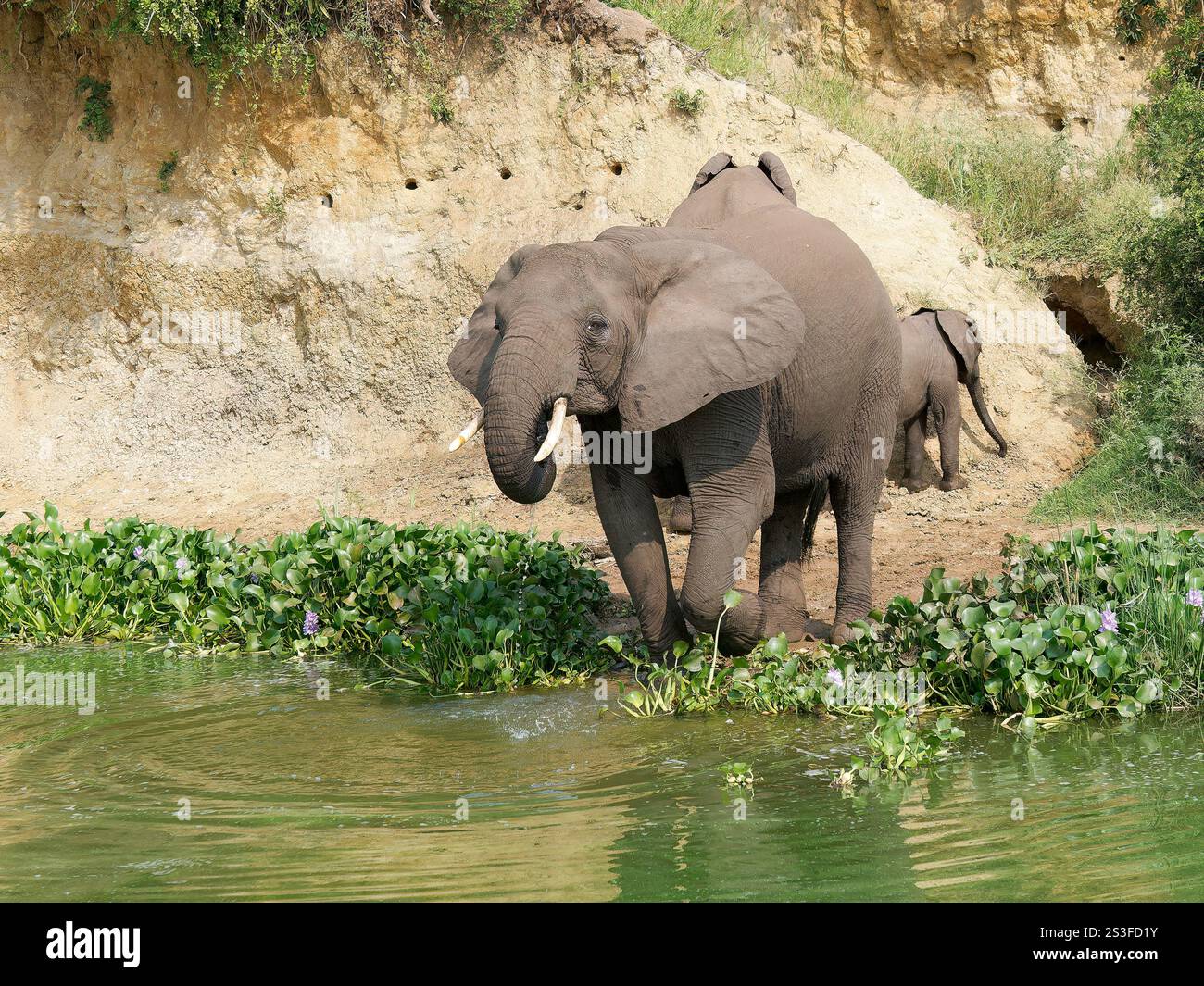 African bush elephant, Afrikanischer Elefant, Éléphant de savane ...