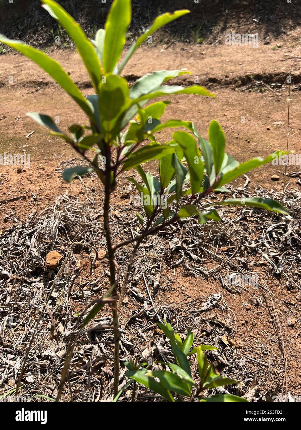Cape Holly (Ilex mitis Stock Photo - Alamy