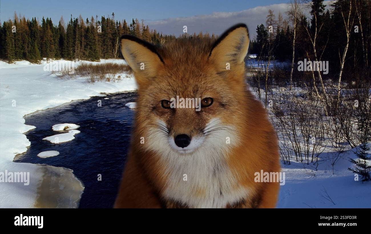 The red fox (Vulpes vulpes) is the largest of the true foxes and one of ...