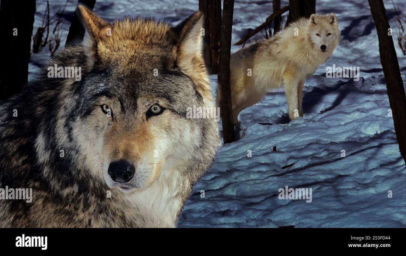 The wolf (Canis lupus, also known as the grey wolf or gray wolf, is a ...