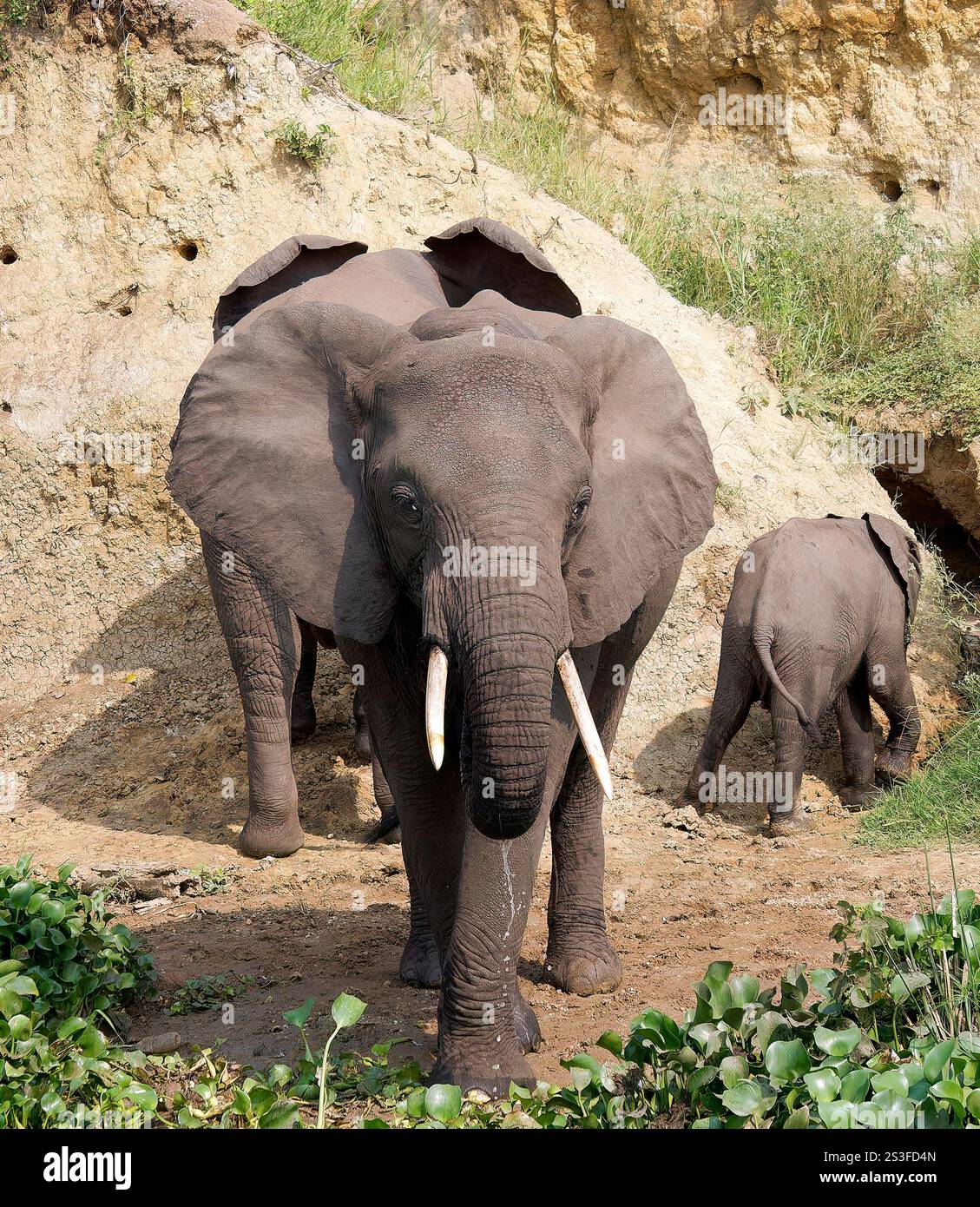 African bush elephant, Afrikanischer Elefant, Éléphant de savane ...