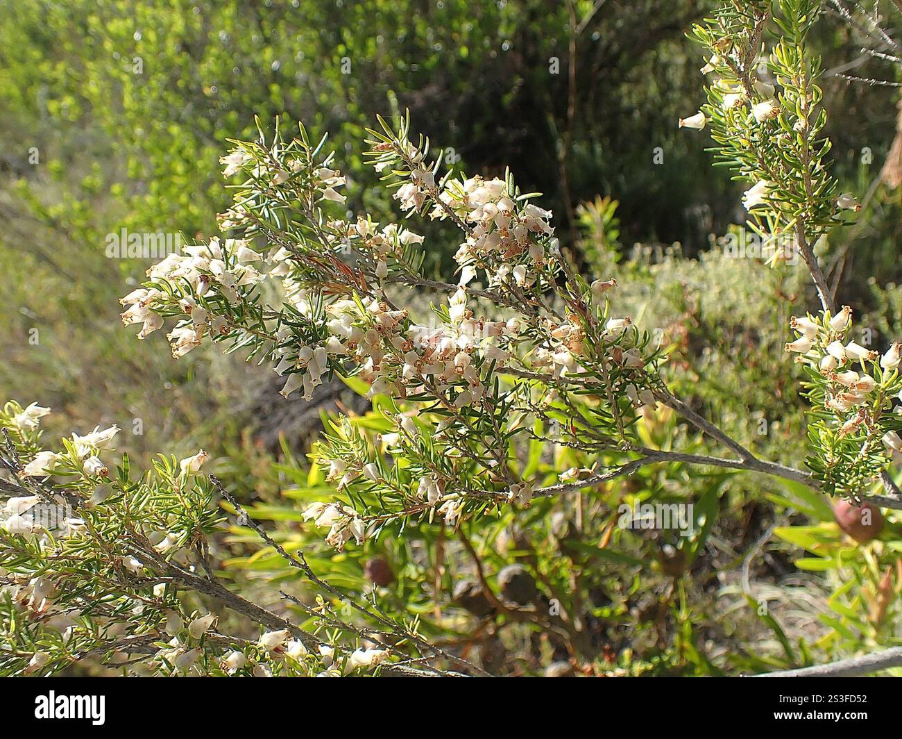 Water Heath (Erica afra Stock Photo - Alamy