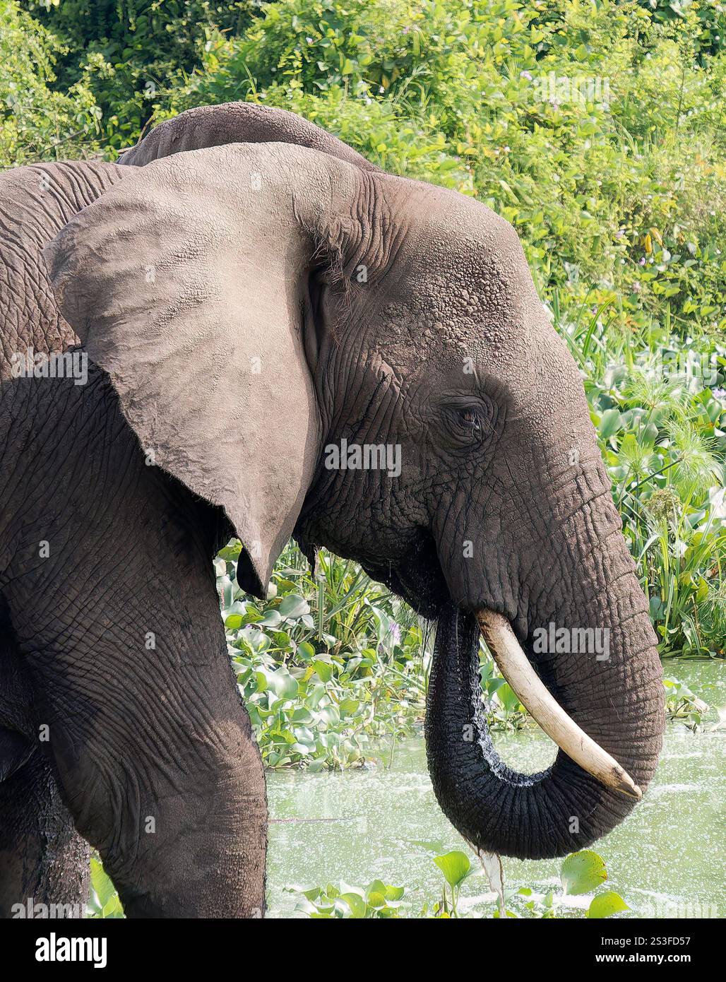 African bush elephant, Afrikanischer Elefant, Éléphant de savane ...