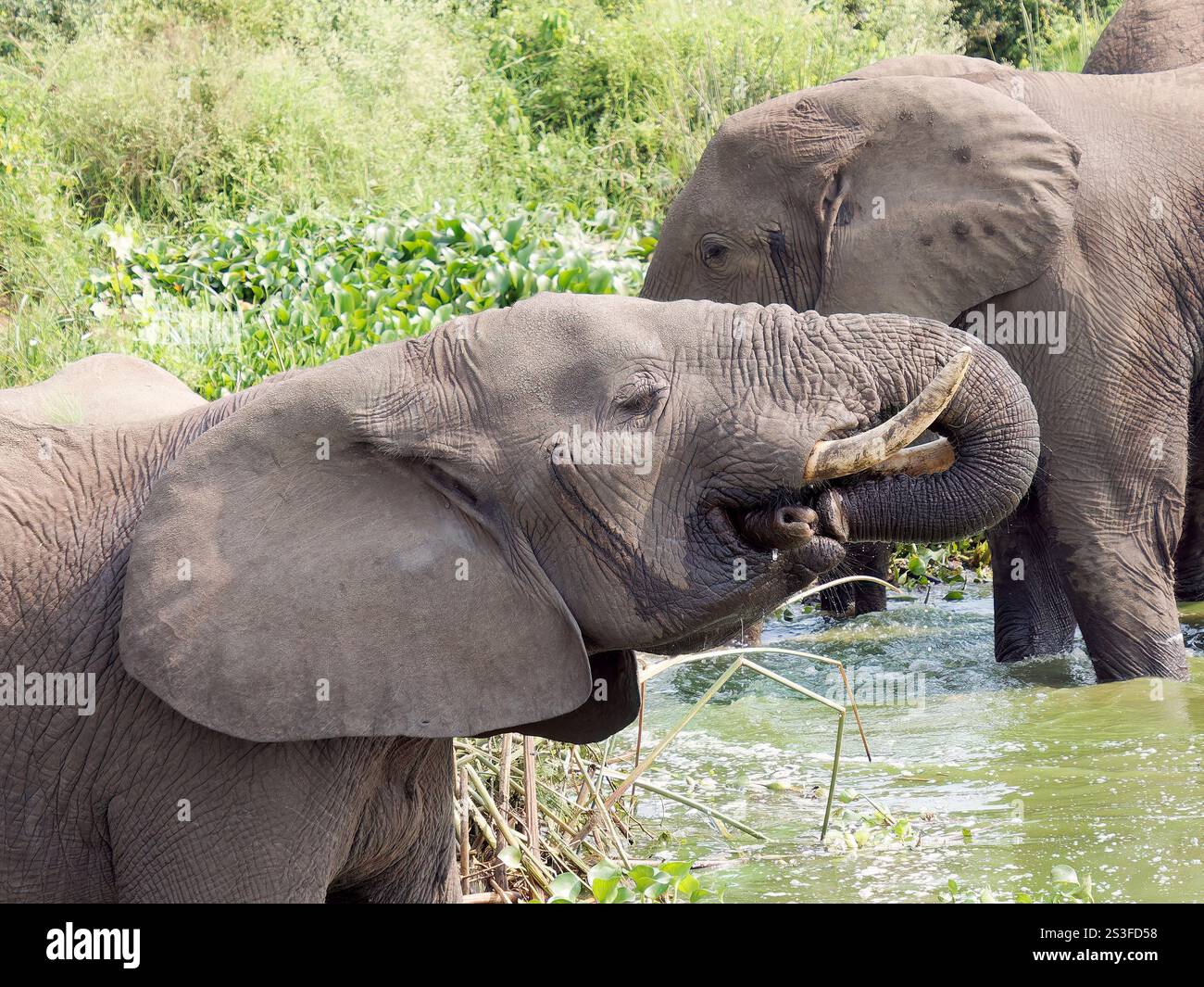 African bush elephant, Afrikanischer Elefant, Éléphant de savane ...