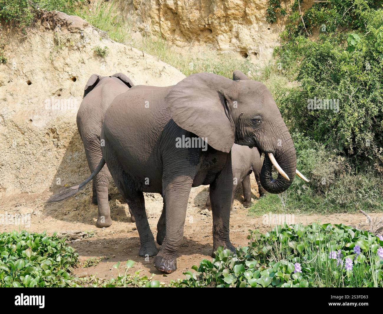 African bush elephant, Afrikanischer Elefant, Éléphant de savane ...