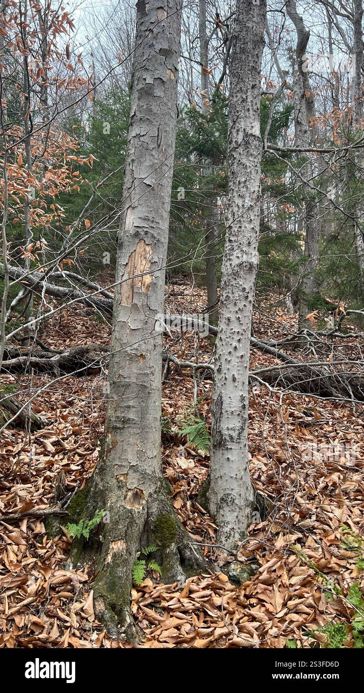 Beech Bark Canker Fungus (Neonectria faginata Stock Photo - Alamy