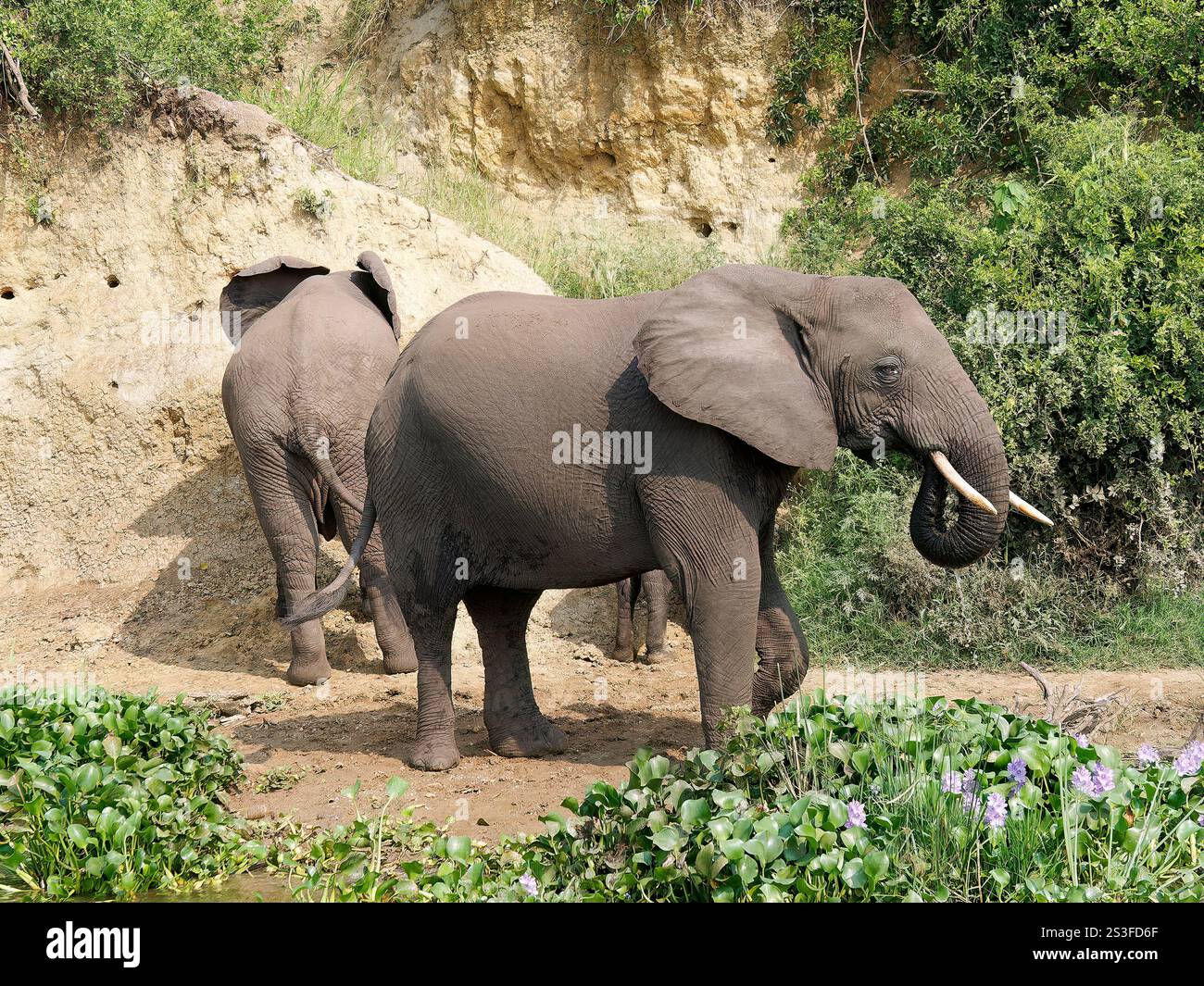 African bush elephant, Afrikanischer Elefant, Éléphant de savane ...