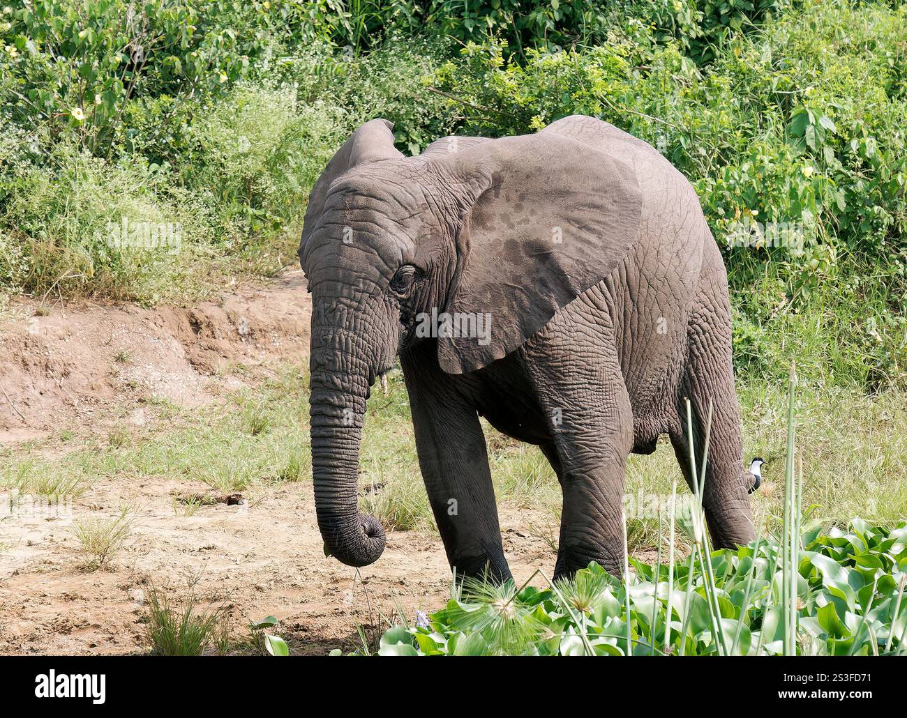 African bush elephant, Afrikanischer Elefant, Éléphant de savane ...