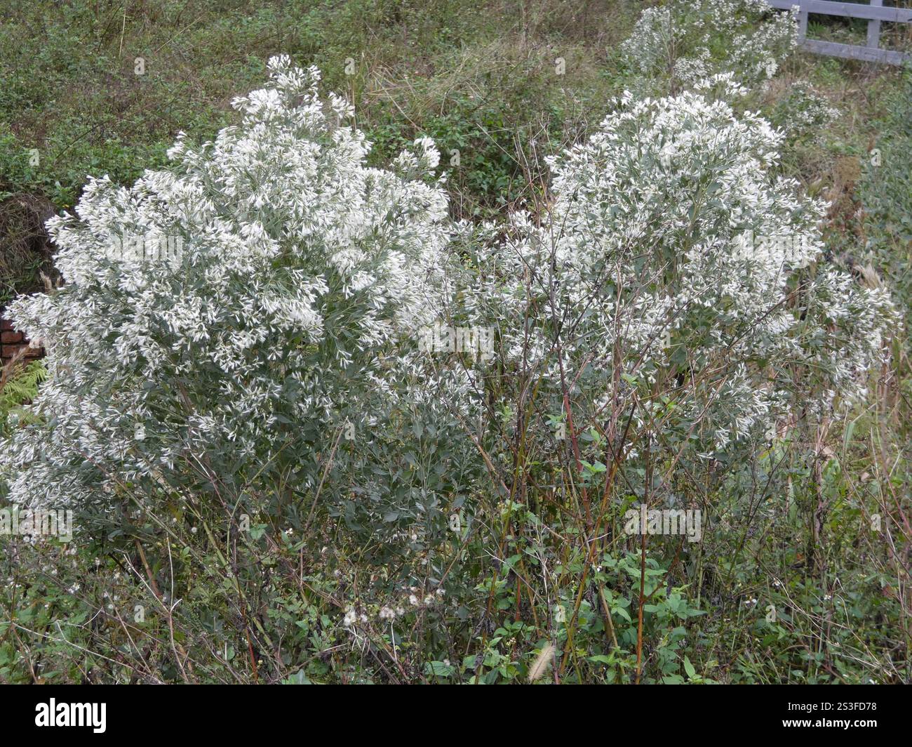 groundsel tree (Baccharis halimifolia Stock Photo - Alamy