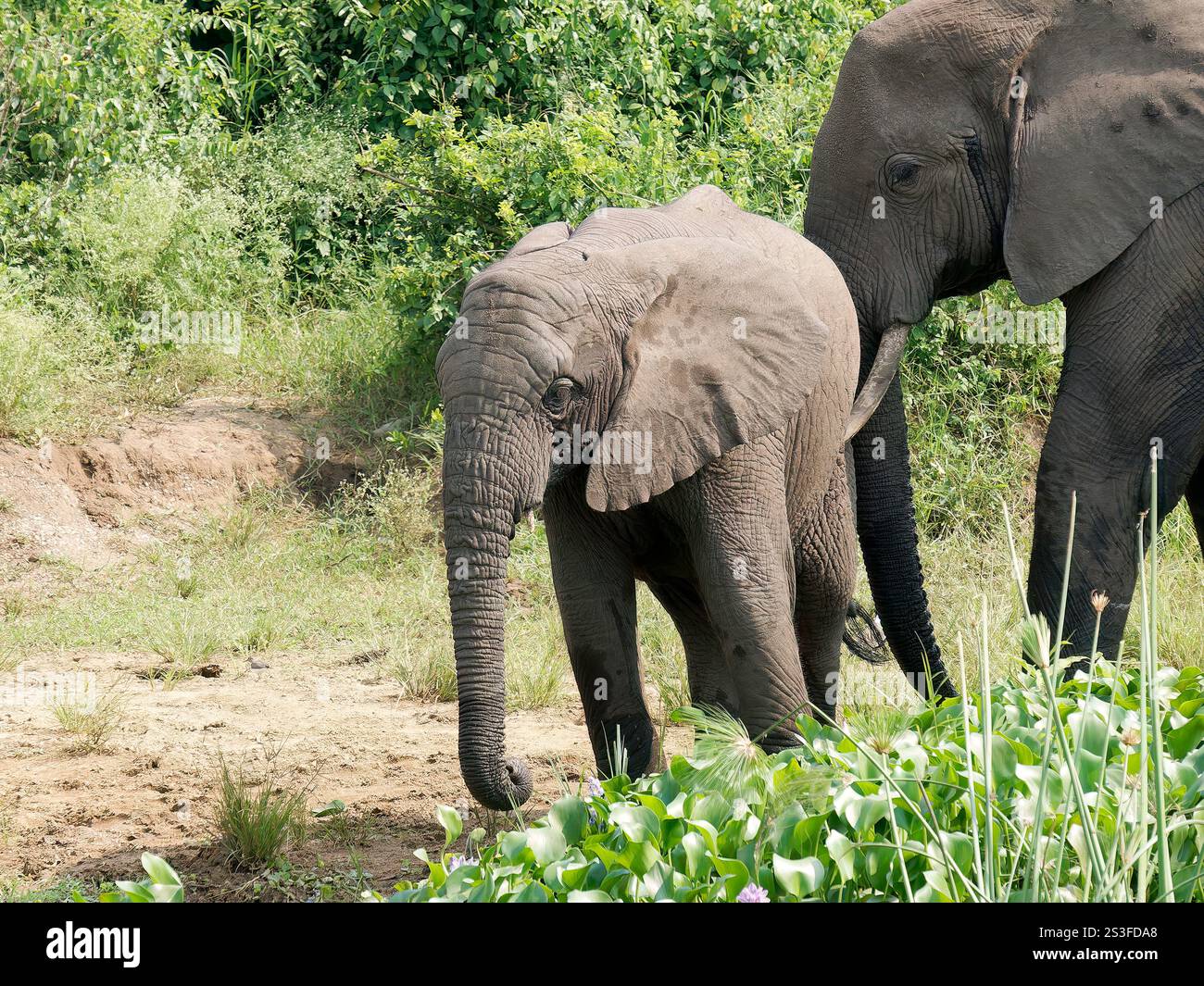 African bush elephant, Afrikanischer Elefant, Éléphant de savane ...