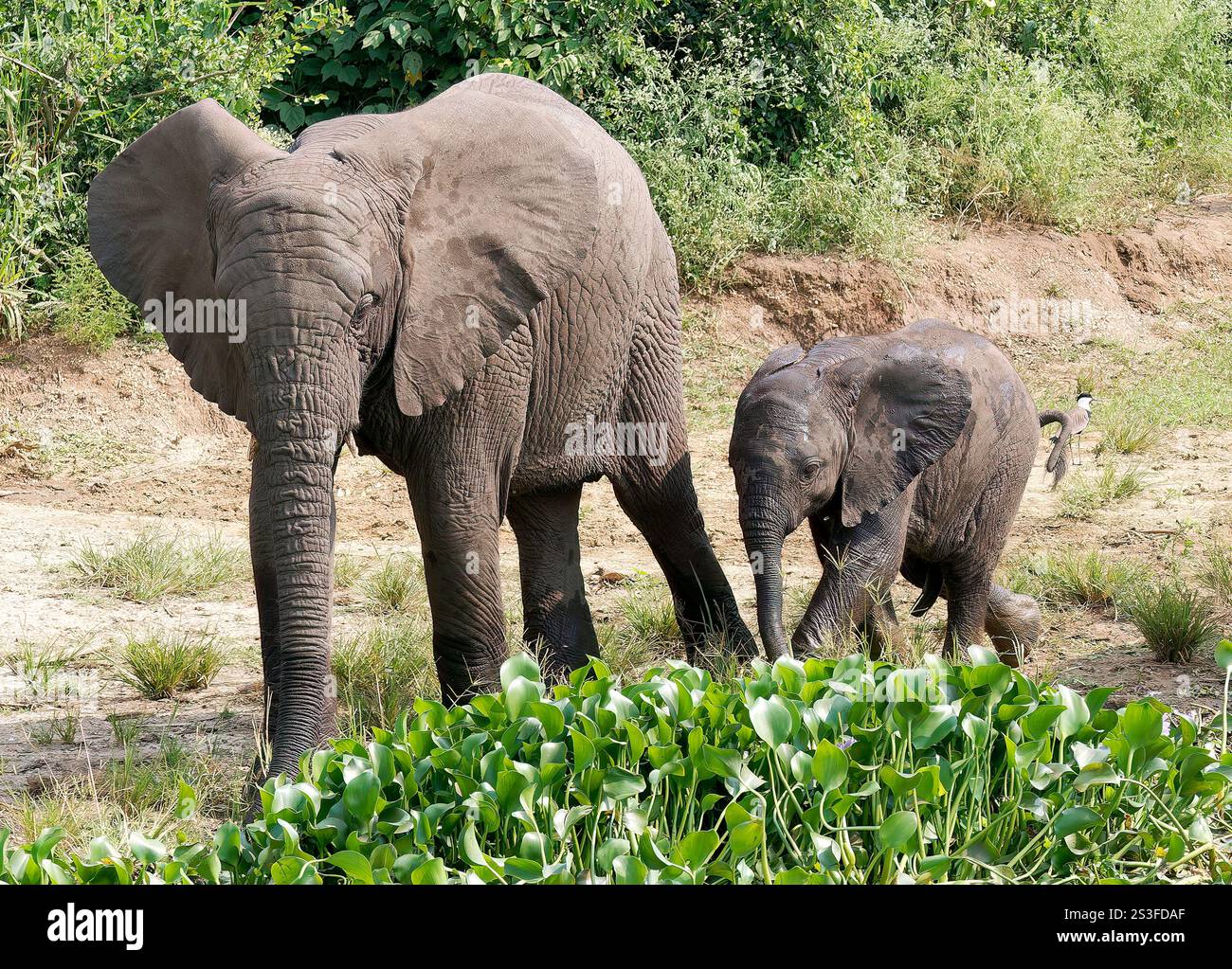 African bush elephant, Afrikanischer Elefant, Éléphant de savane ...