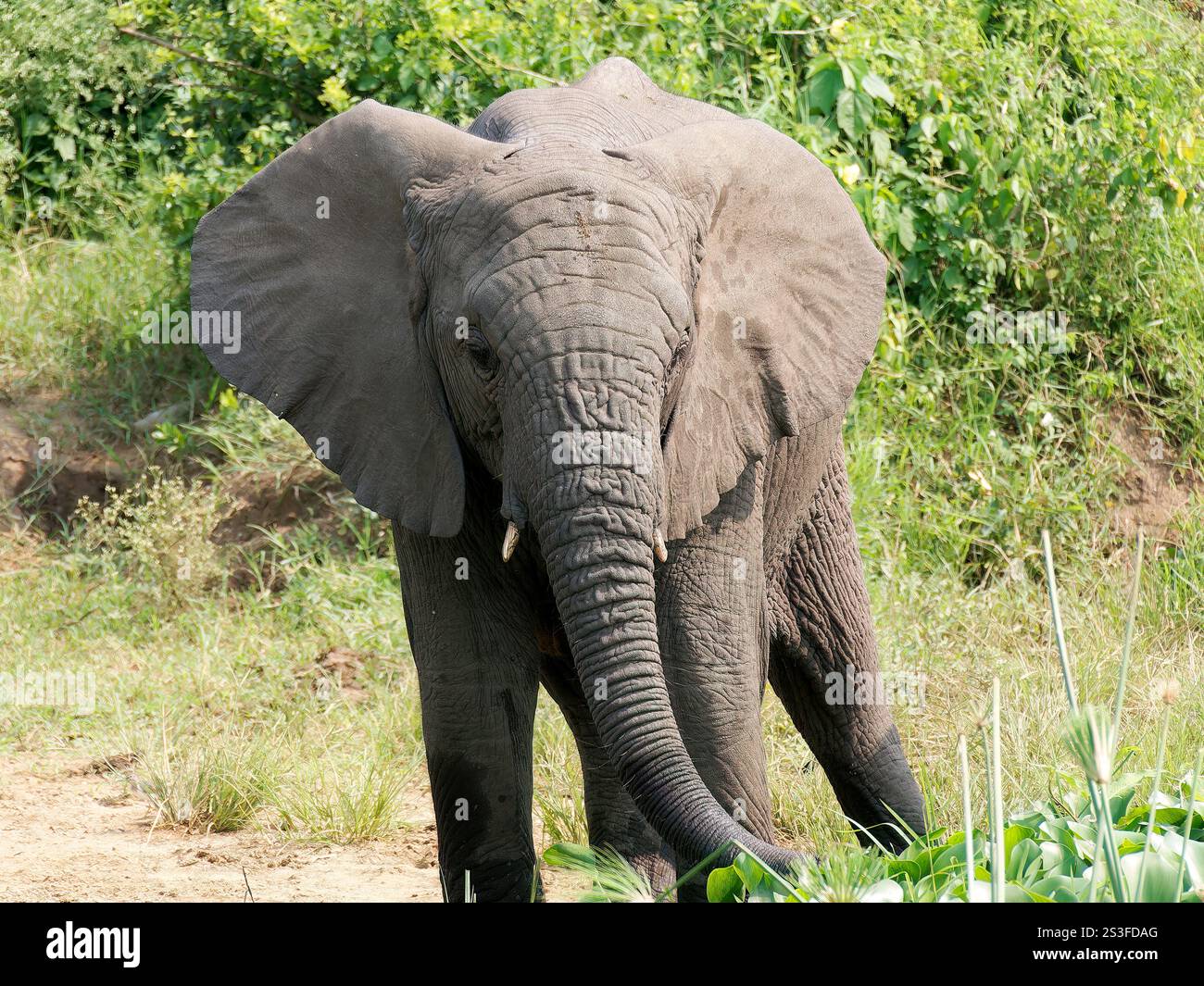 African bush elephant, Afrikanischer Elefant, Éléphant de savane ...