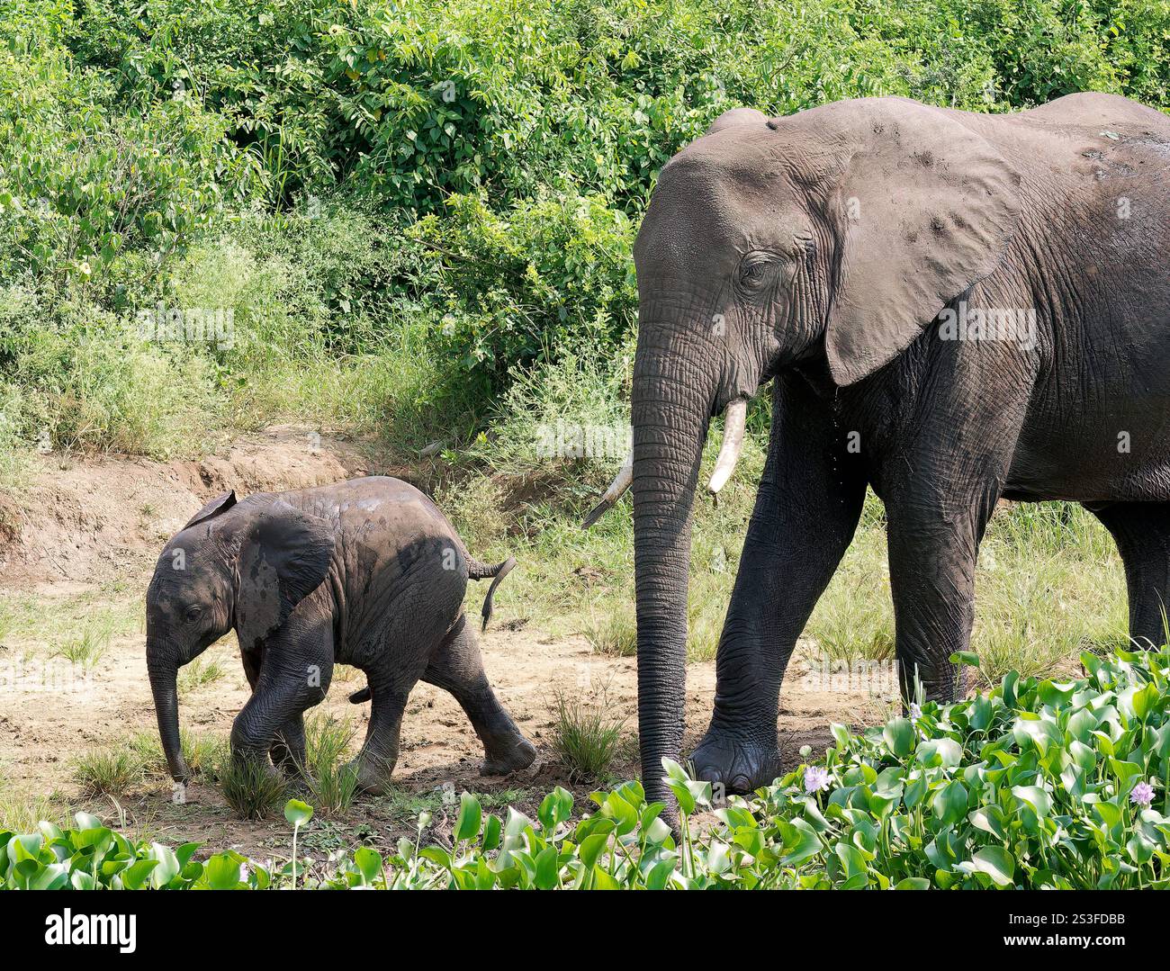 African bush elephant, Afrikanischer Elefant, Éléphant de savane ...