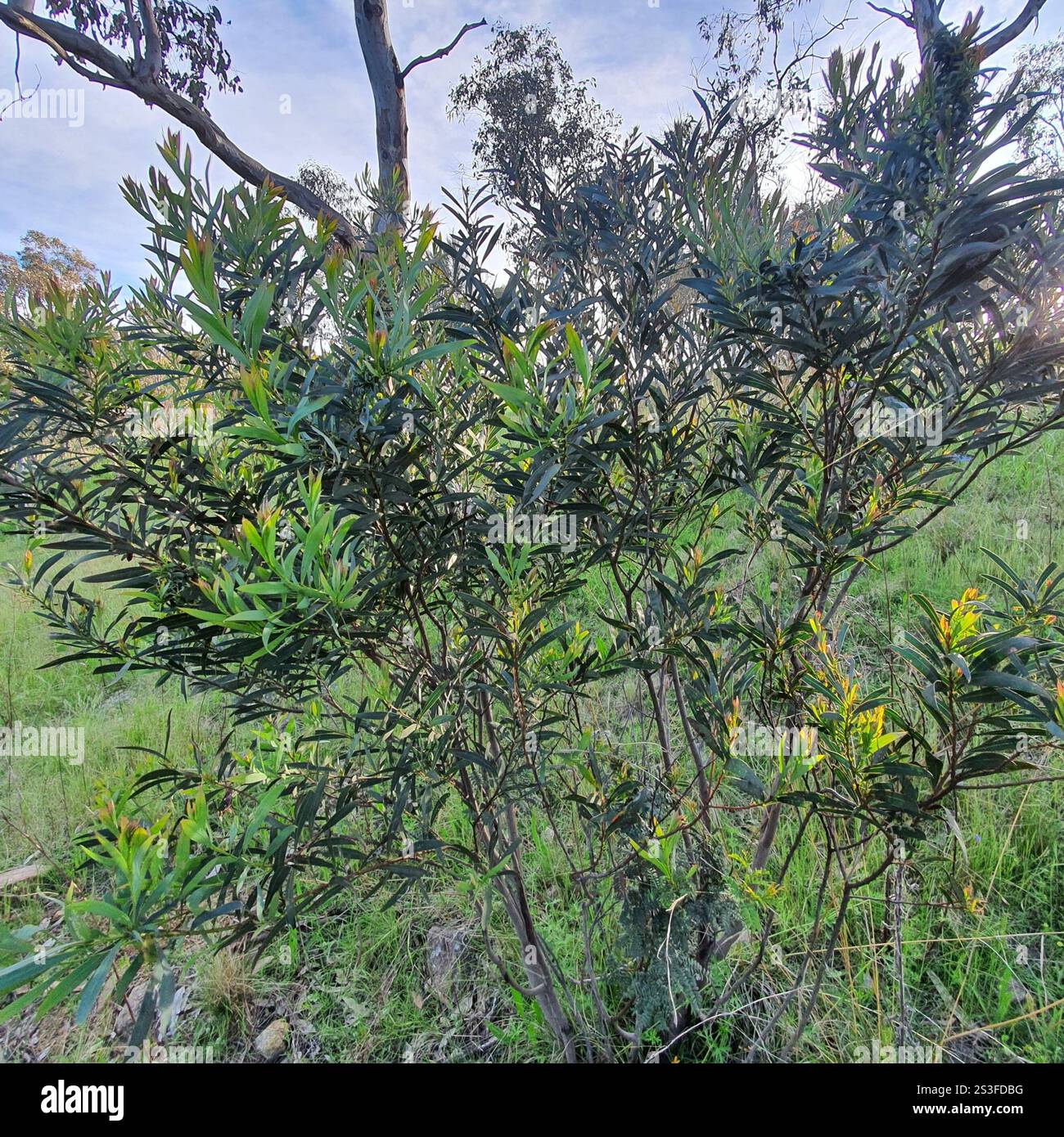 Red Stem Wattle (Acacia rubida Stock Photo - Alamy