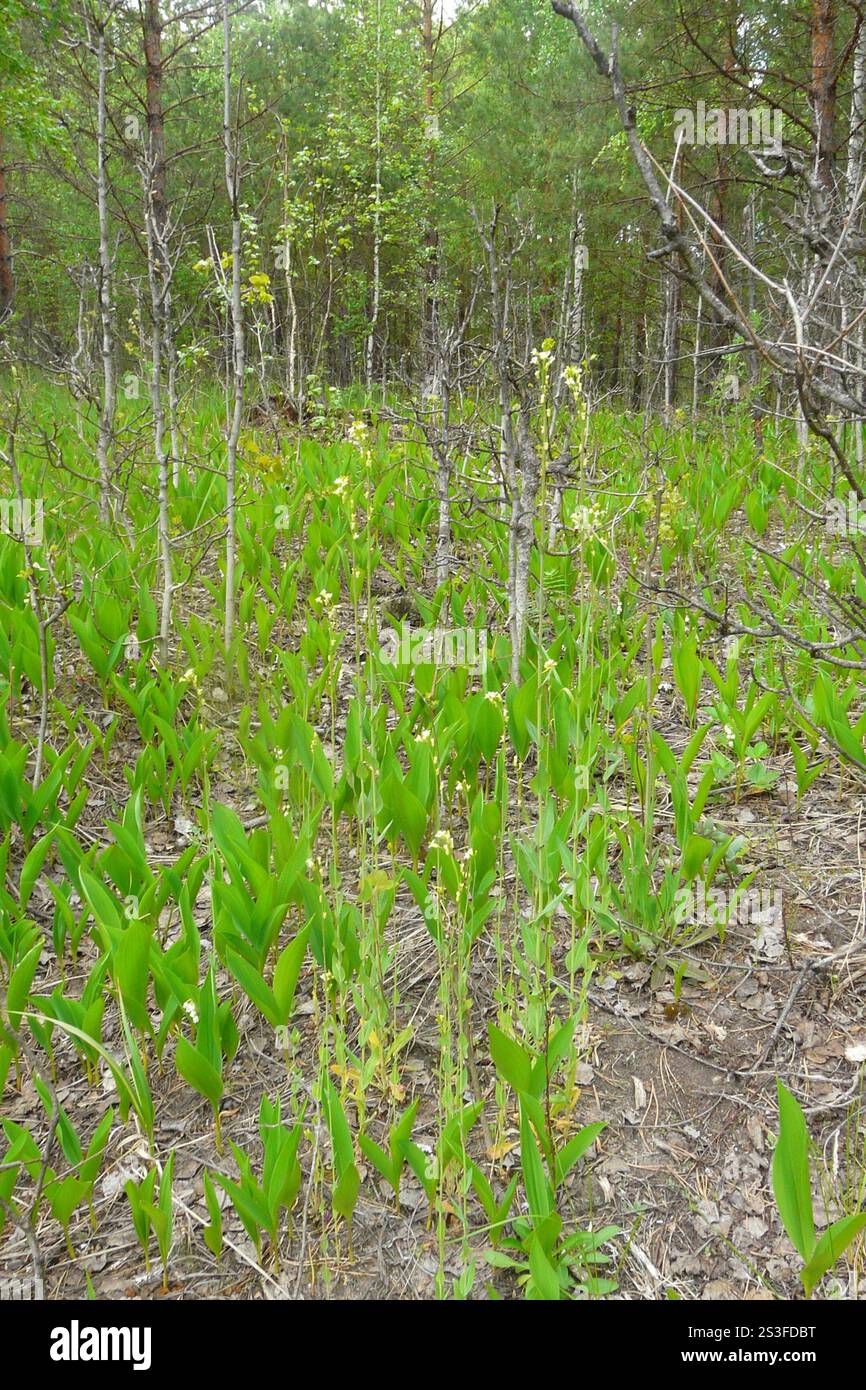 Tower Mustard (Turritis glabra Stock Photo - Alamy