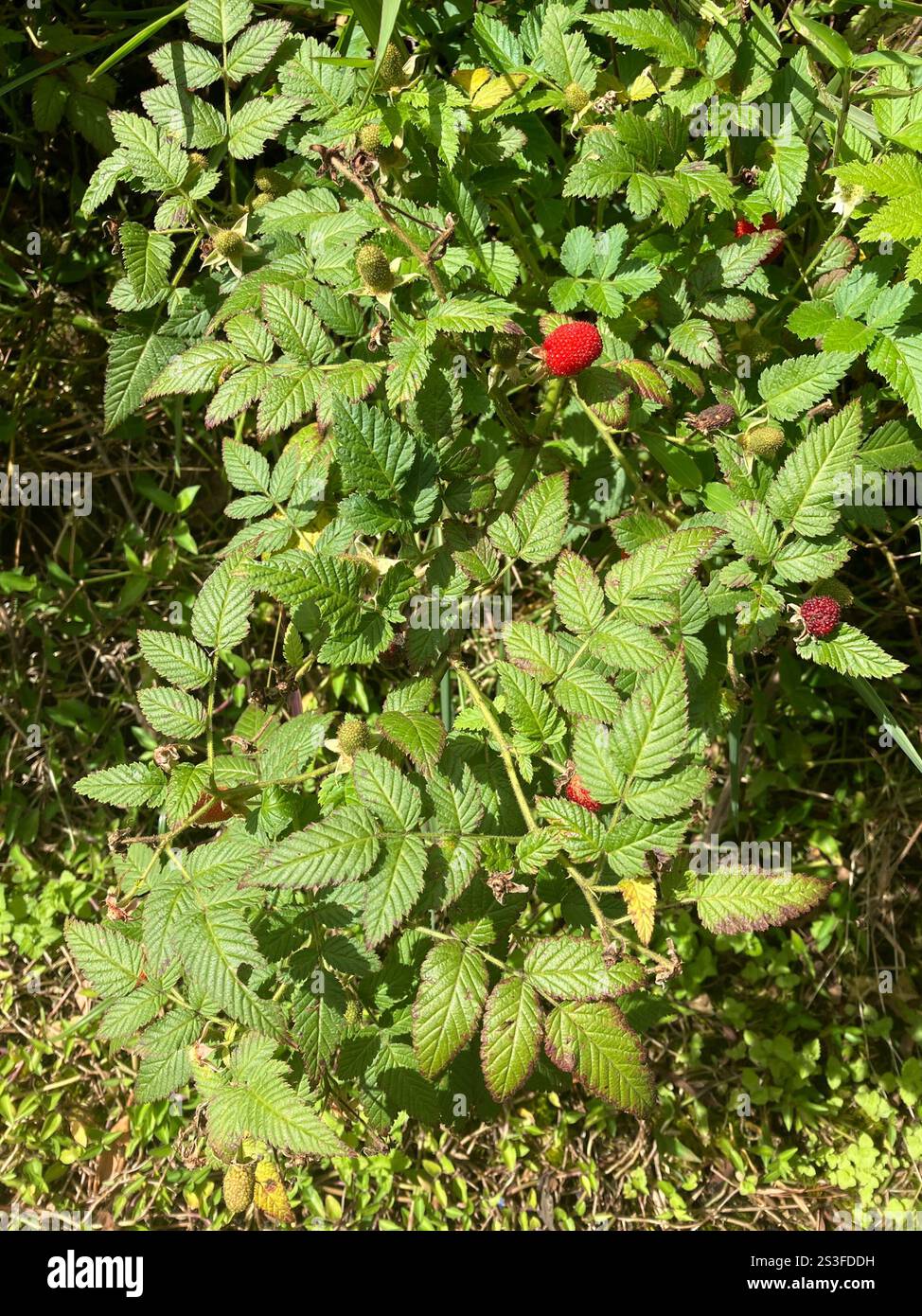 roseleaf bramble (Rubus rosifolius Stock Photo - Alamy