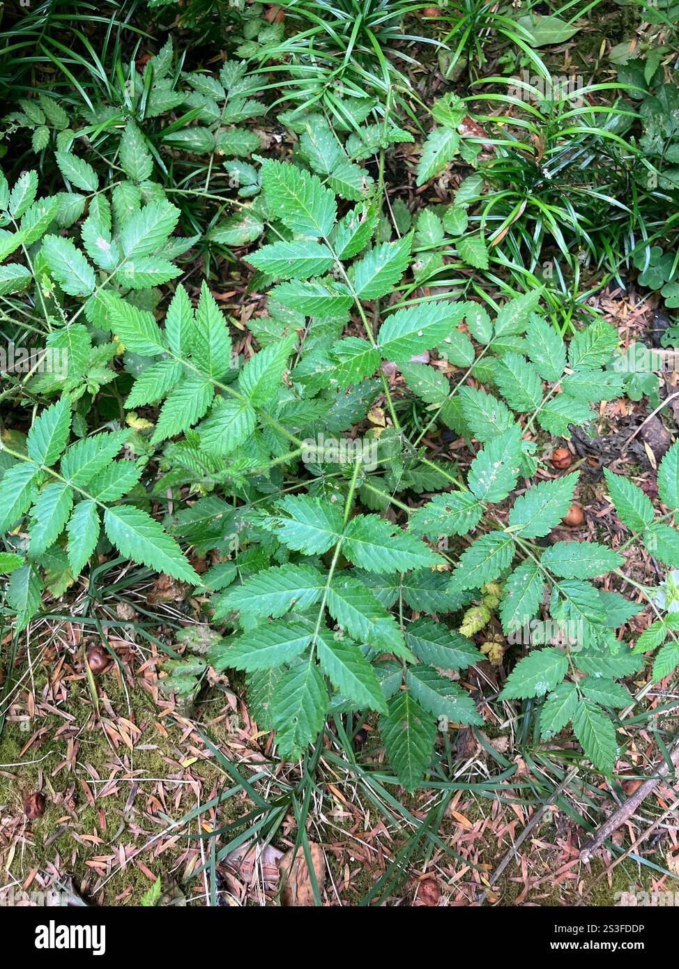 roseleaf bramble (Rubus rosifolius Stock Photo - Alamy
