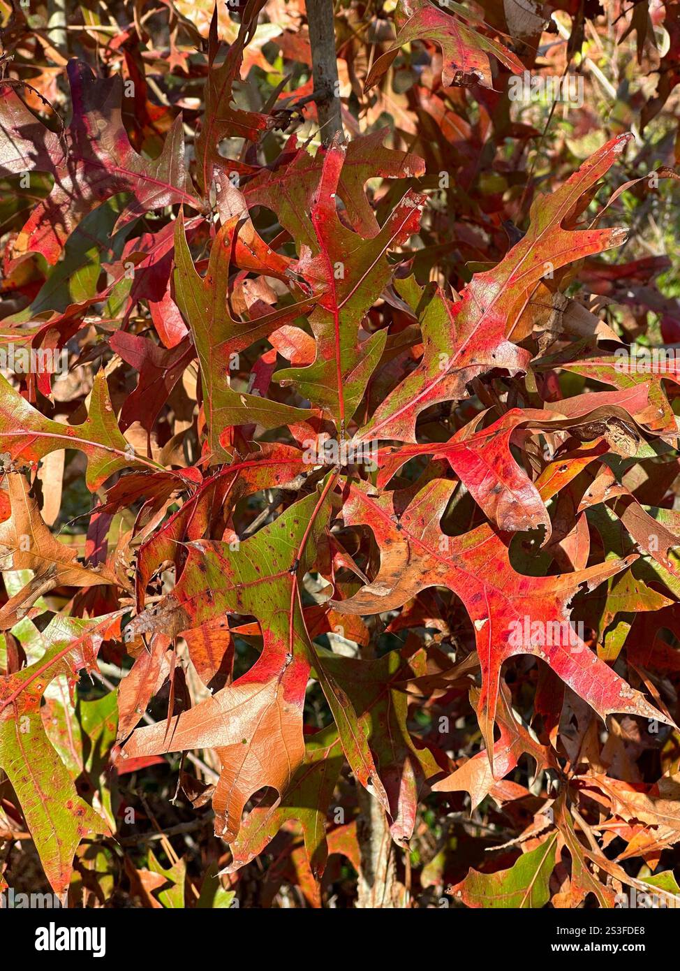 American turkey oak (Quercus laevis Stock Photo - Alamy