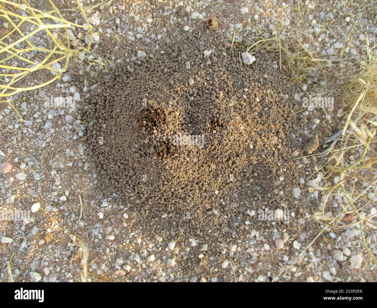 Northern Harvester Termite (Hodotermes mossambicus Stock Photo - Alamy