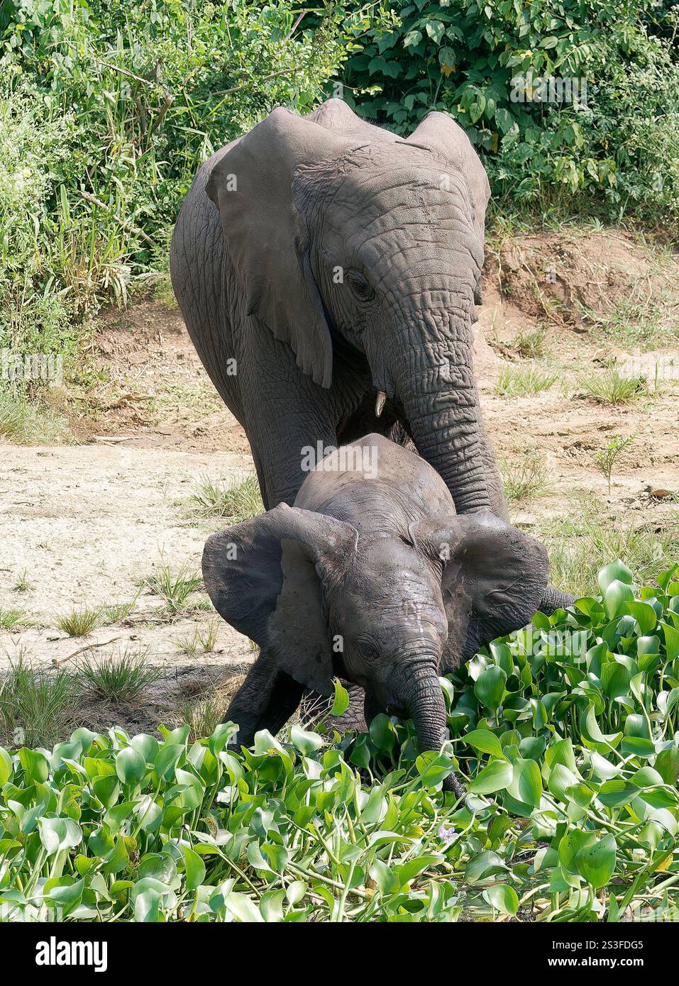 African bush elephant, Afrikanischer Elefant, Éléphant de savane ...