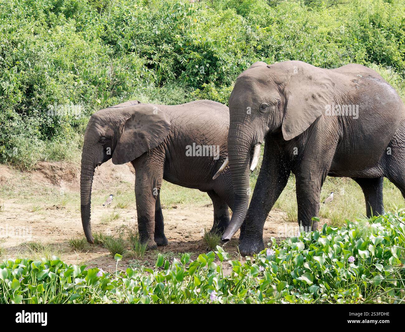 African bush elephant, Afrikanischer Elefant, Éléphant de savane ...