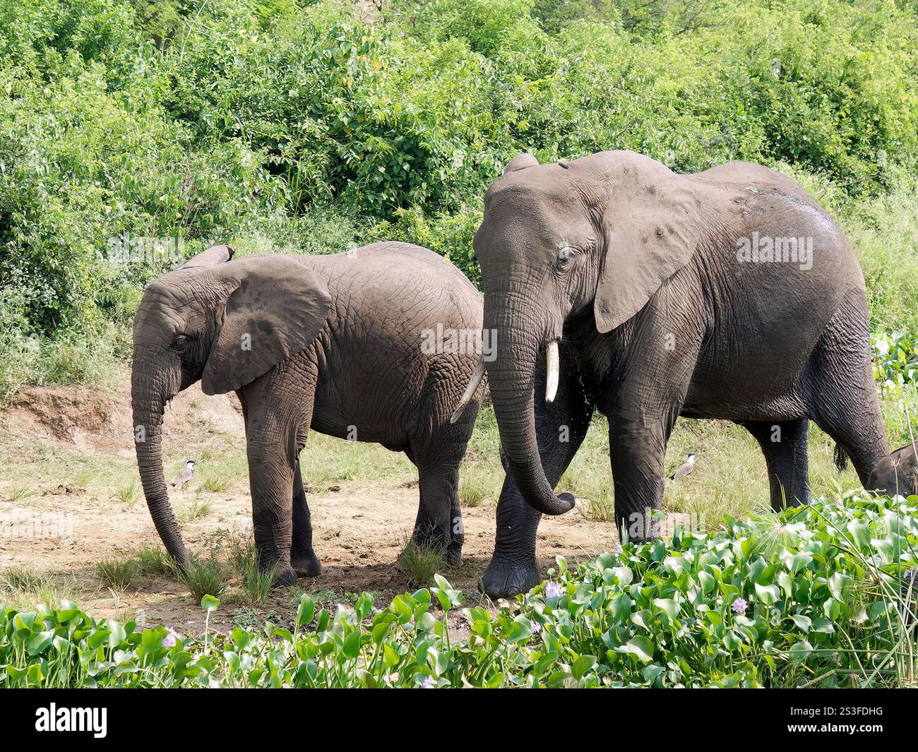 African bush elephant, Afrikanischer Elefant, Éléphant de savane ...
