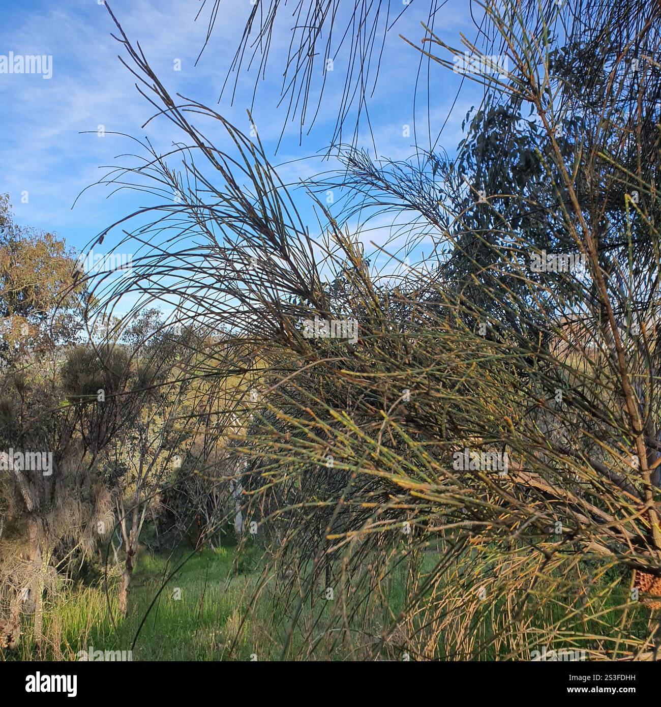 Drooping She-oak (Allocasuarina verticillata Stock Photo - Alamy
