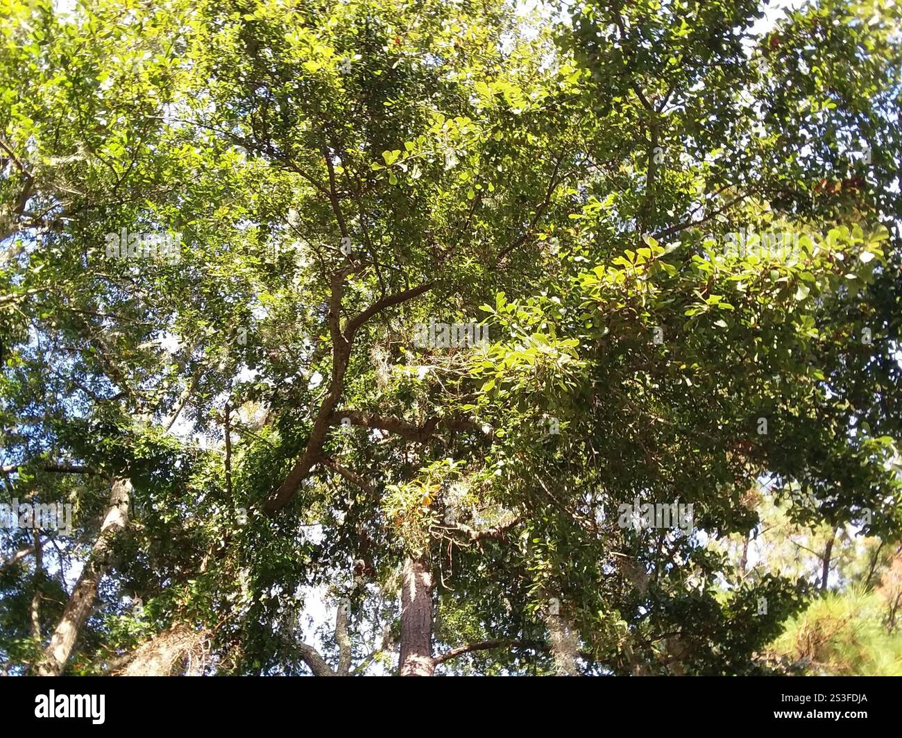 water oak (Quercus nigra Stock Photo - Alamy
