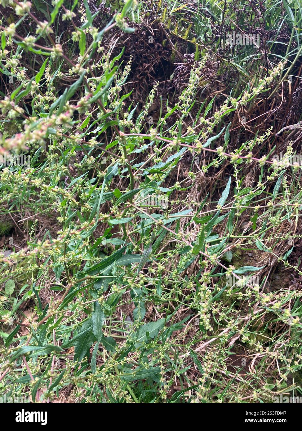 fiddle dock (Rumex pulcher Stock Photo - Alamy