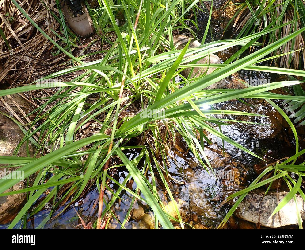 Swamp Sawgrass (Cladium mariscus Stock Photo - Alamy