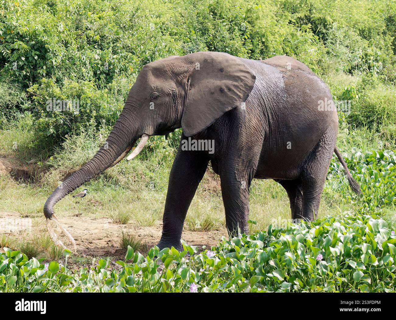 African bush elephant, Afrikanischer Elefant, Éléphant de savane ...