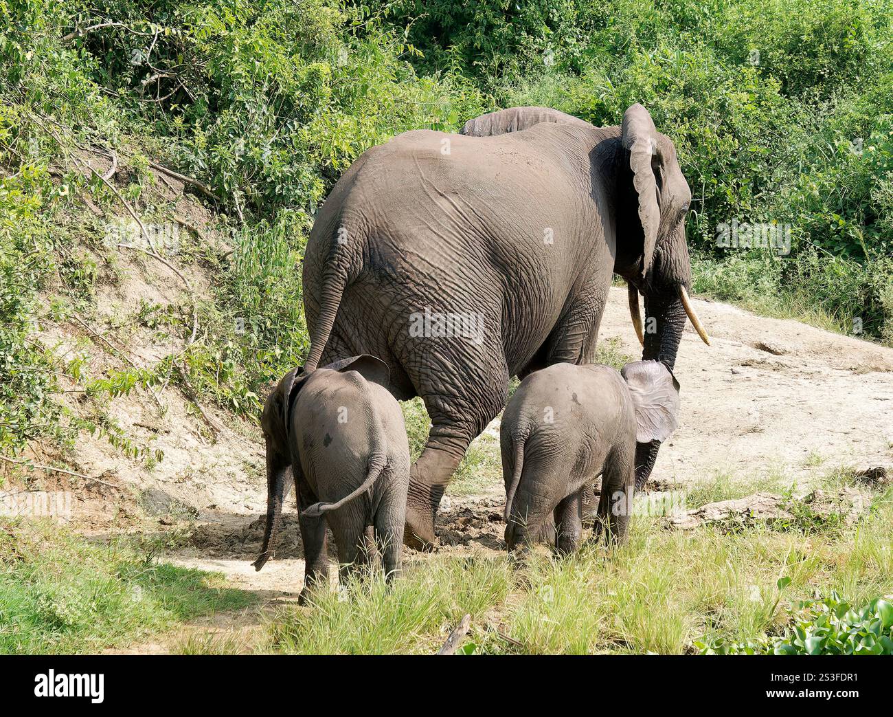 African bush elephant, Afrikanischer Elefant, Éléphant de savane ...