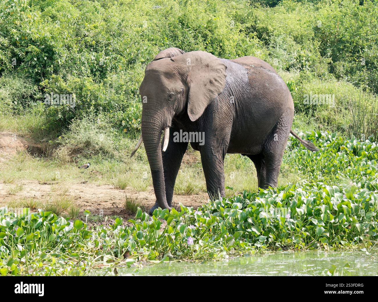 African bush elephant, Afrikanischer Elefant, Éléphant de savane ...
