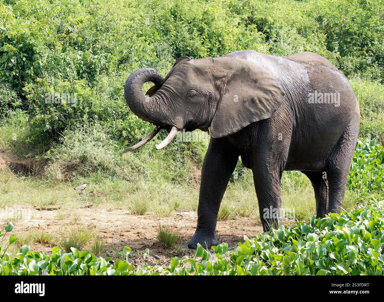African bush elephant, Afrikanischer Elefant, Éléphant de savane ...