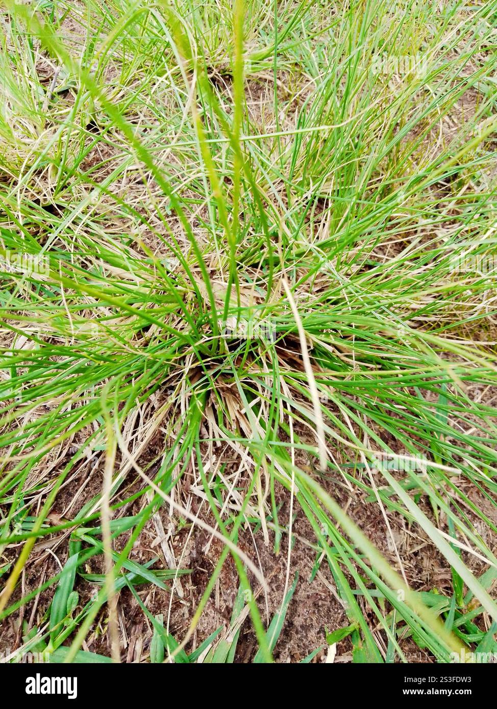Fan Love Grass (Eragrostis plana Stock Photo - Alamy