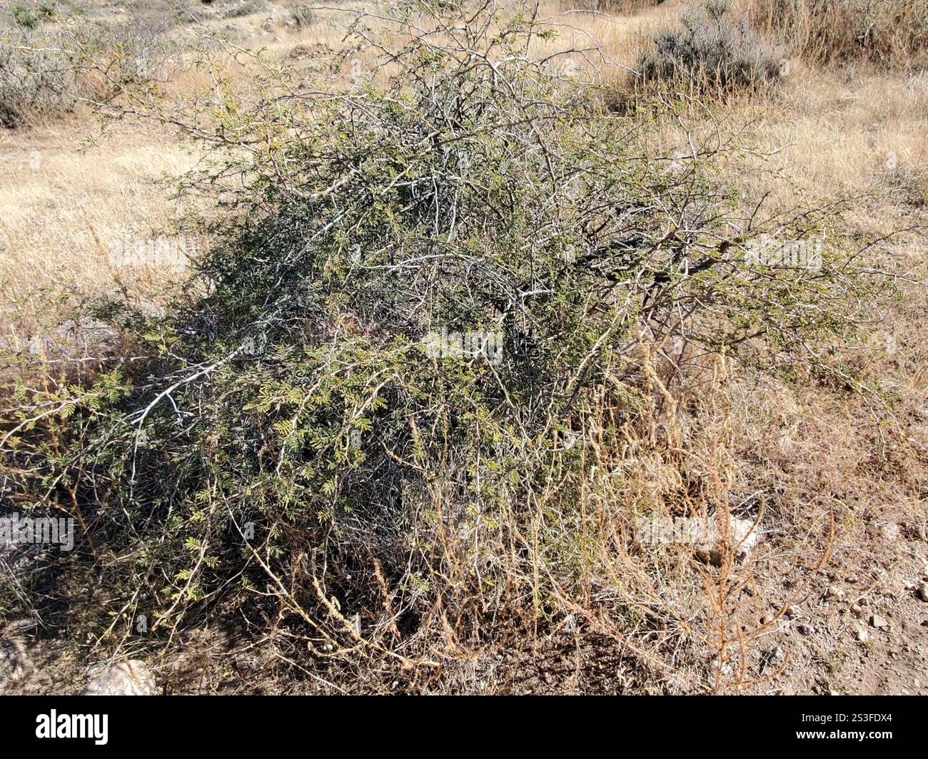 catclaw mimosa (Mimosa aculeaticarpa Stock Photo - Alamy