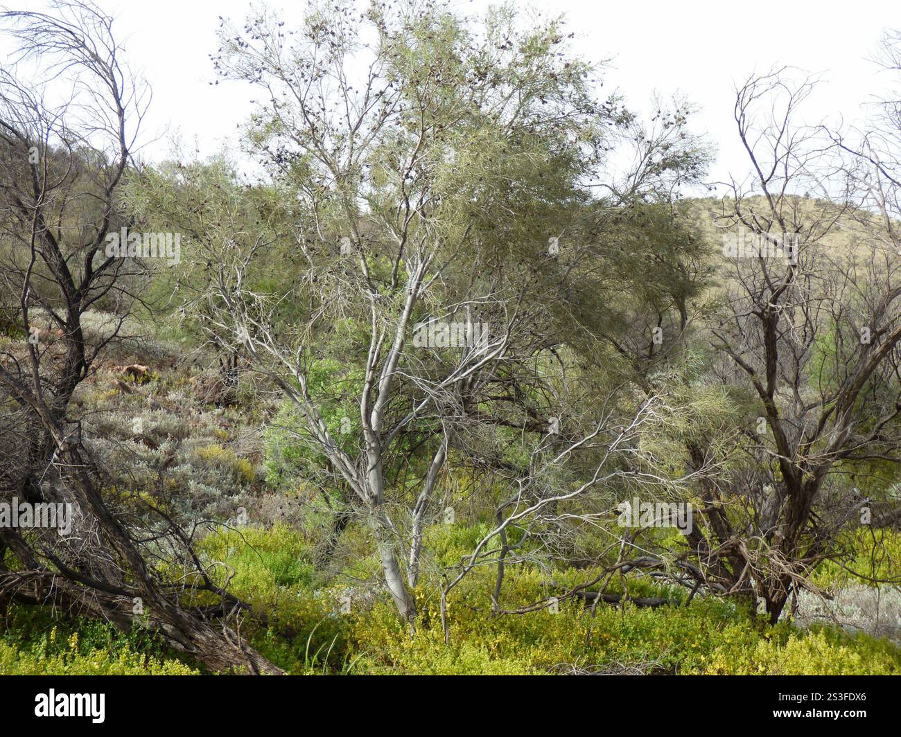 silver needlewood (Hakea leucoptera Stock Photo - Alamy