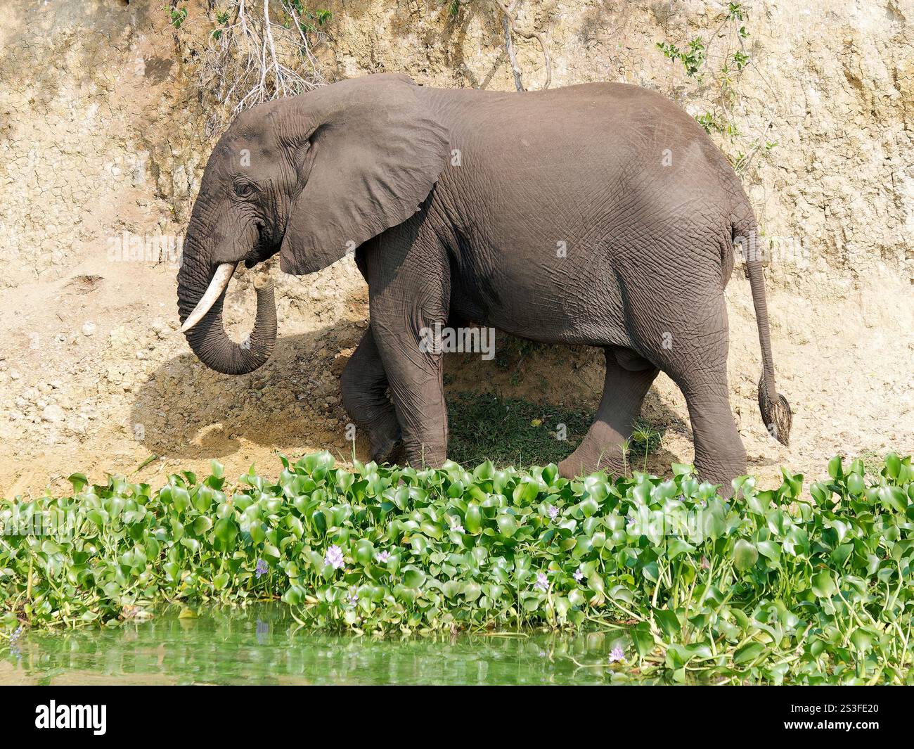African bush elephant, Afrikanischer Elefant, Éléphant de savane ...