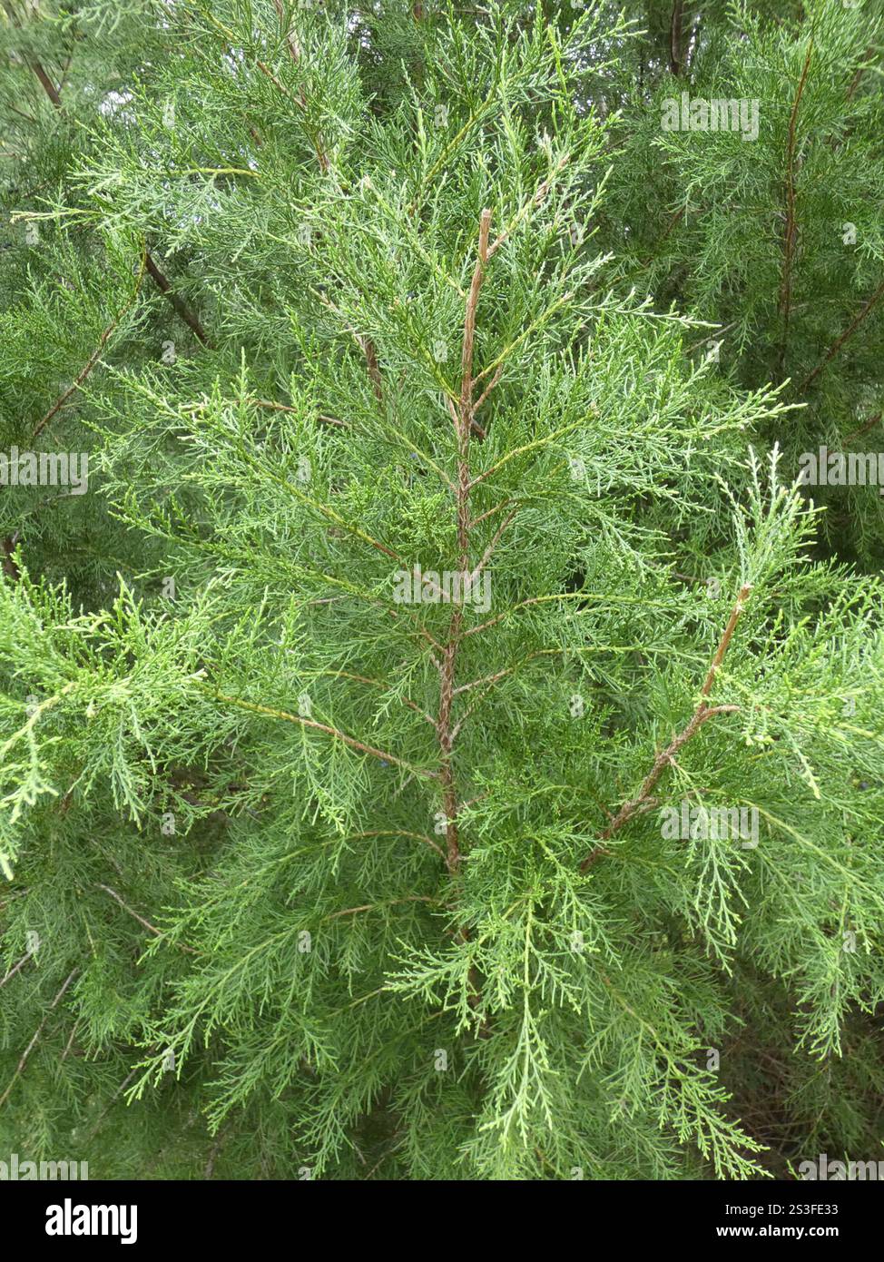 eastern redcedar (Juniperus virginiana Stock Photo - Alamy