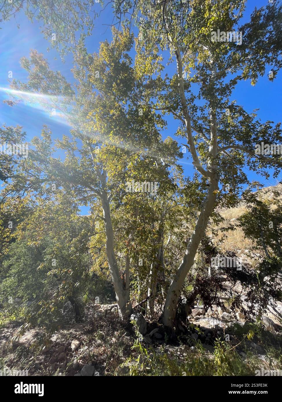Arizona sycamore (Platanus wrightii Stock Photo - Alamy