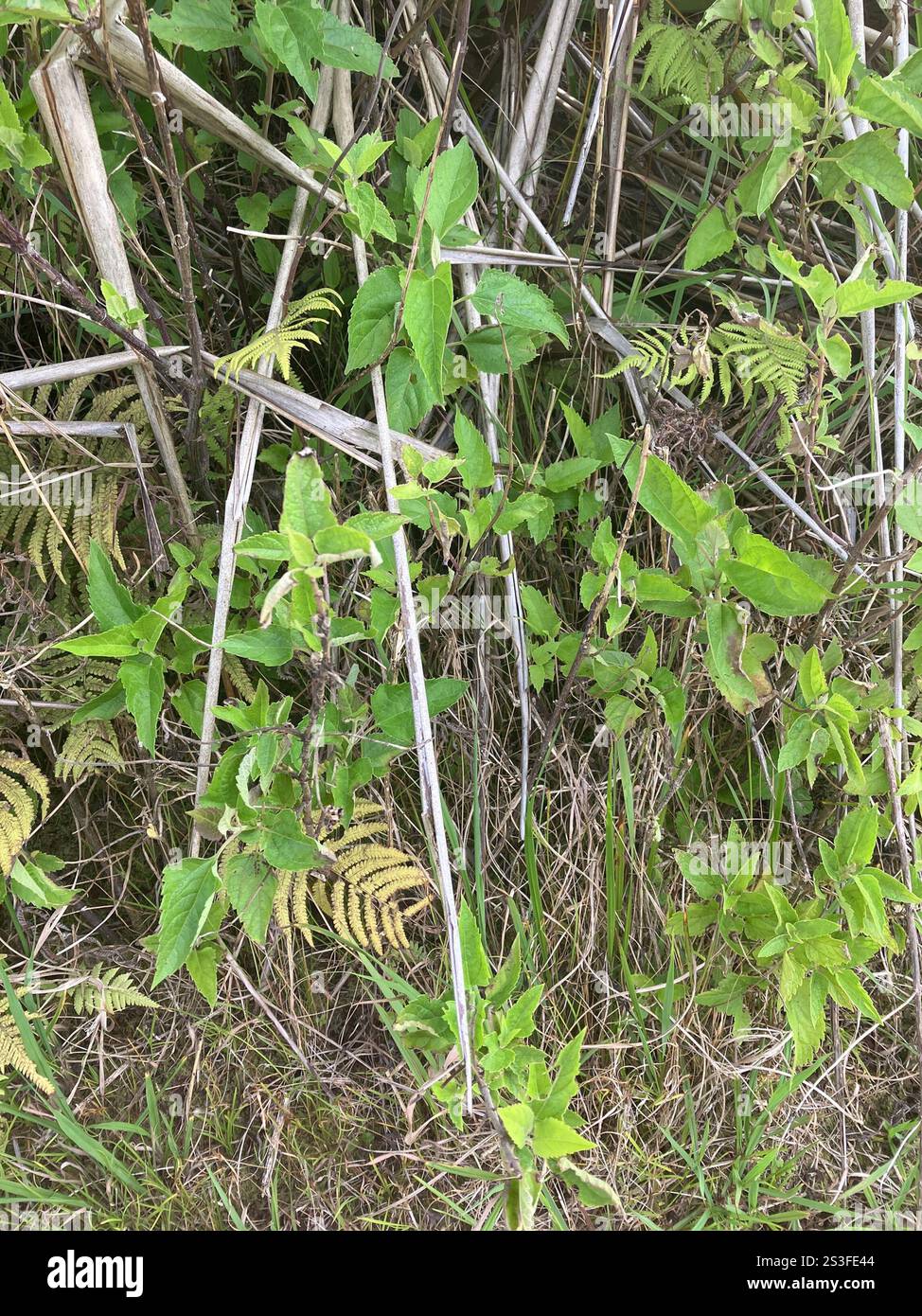 Whiteweed (Austroeupatorium inulifolium Stock Photo - Alamy