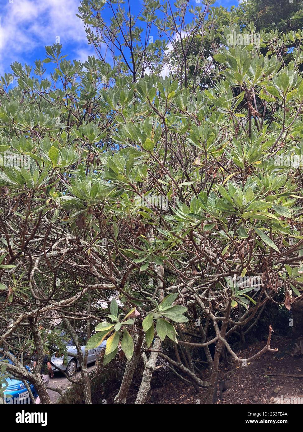 Saint Helena gumwood (Commidendrum robustum Stock Photo - Alamy