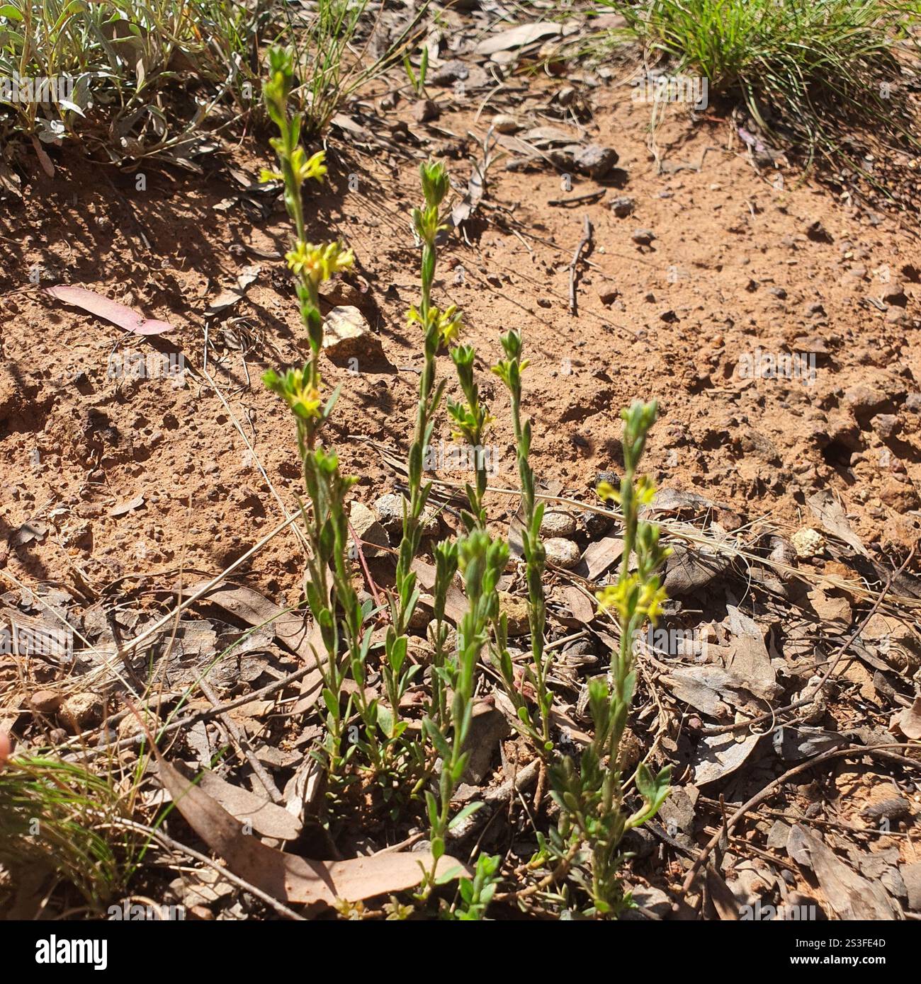 curved rice-flower (Pimelea curviflora Stock Photo - Alamy